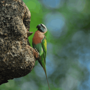 Red-breasted Parakeet | World Parrot Trust