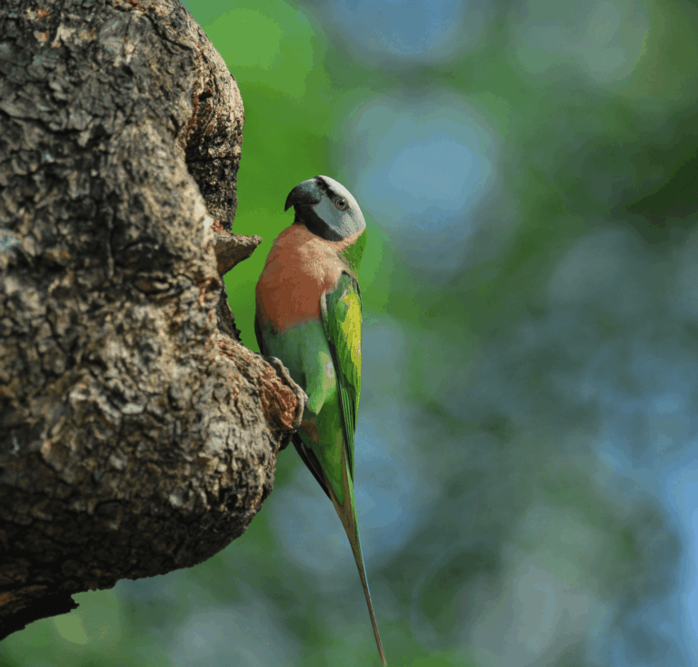 Red-breasted Parakeet | World Parrot Trust