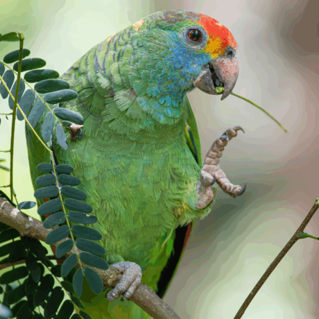 Amazon Parrots | World Parrot Trust