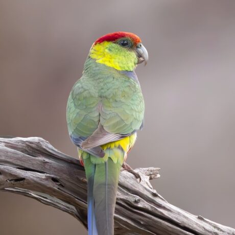 Australian Parakeets | World Parrot Trust