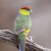 Australian Parakeets | World Parrot Trust