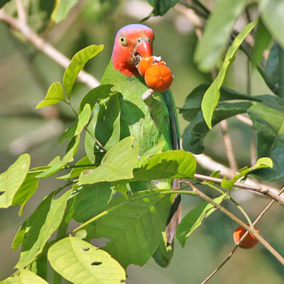 Red-cheeked Parrot | World Parrot Trust