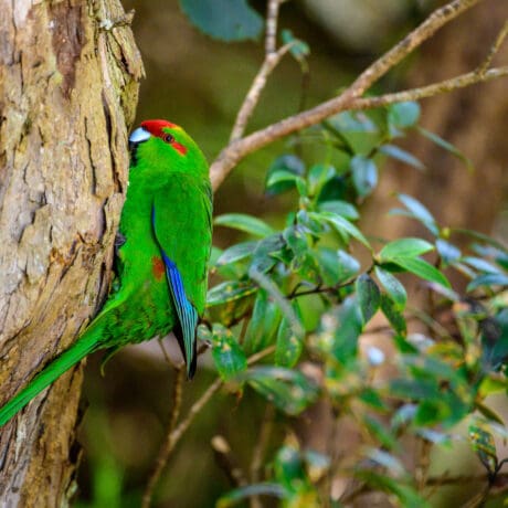 Red-fronted Parakeet | World Parrot Trust