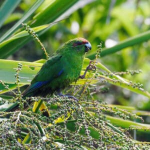Red-fronted Parakeet | World Parrot Trust