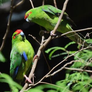 Red-fronted Parakeet | World Parrot Trust