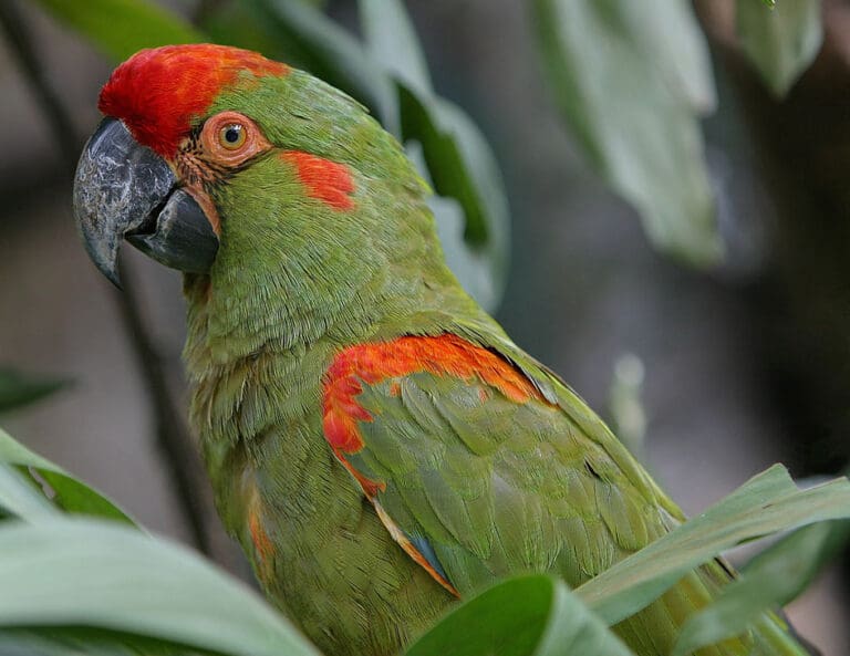 Red-fronted Macaw | World Parrot Trust