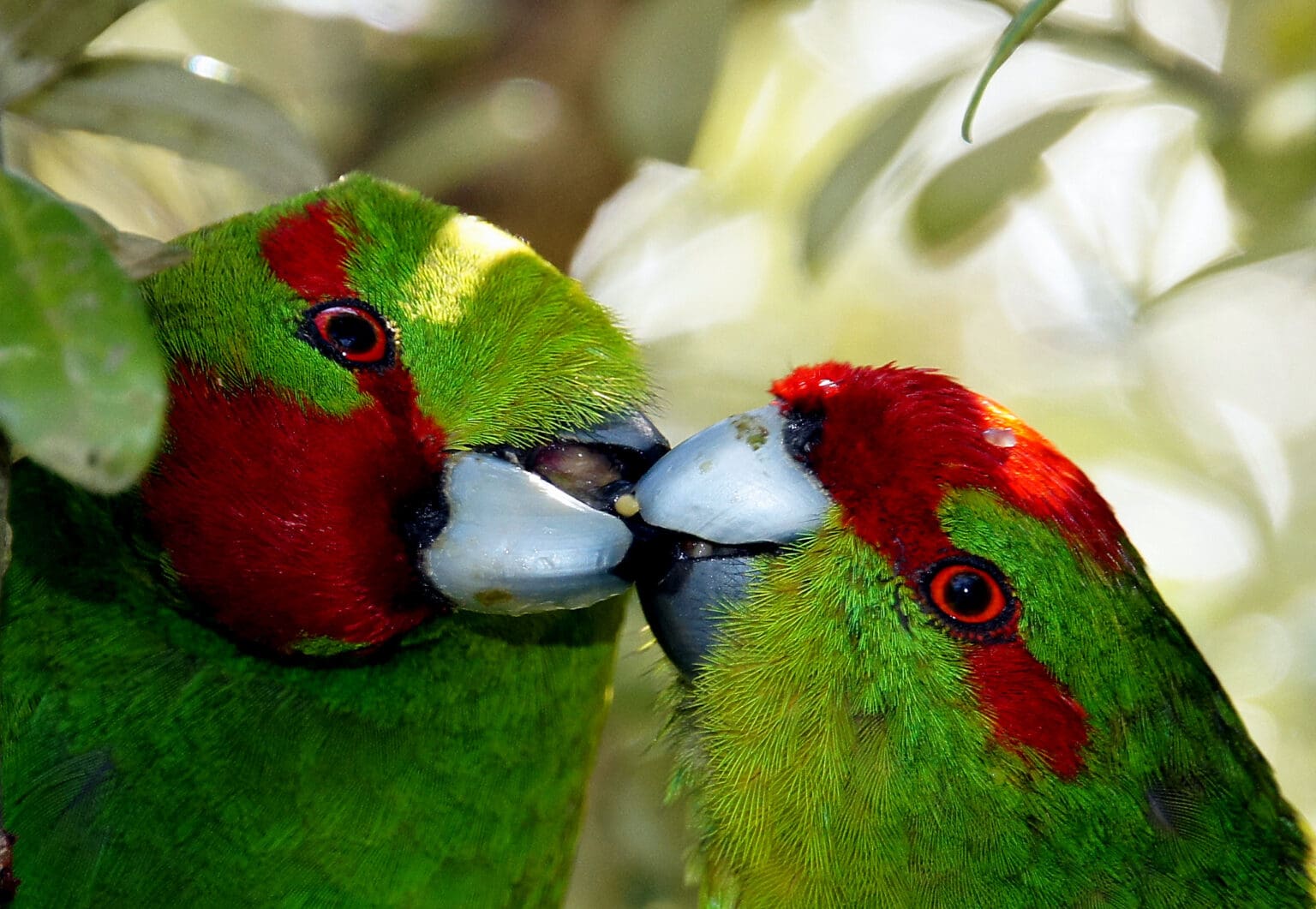 Red-fronted Parakeet | World Parrot Trust