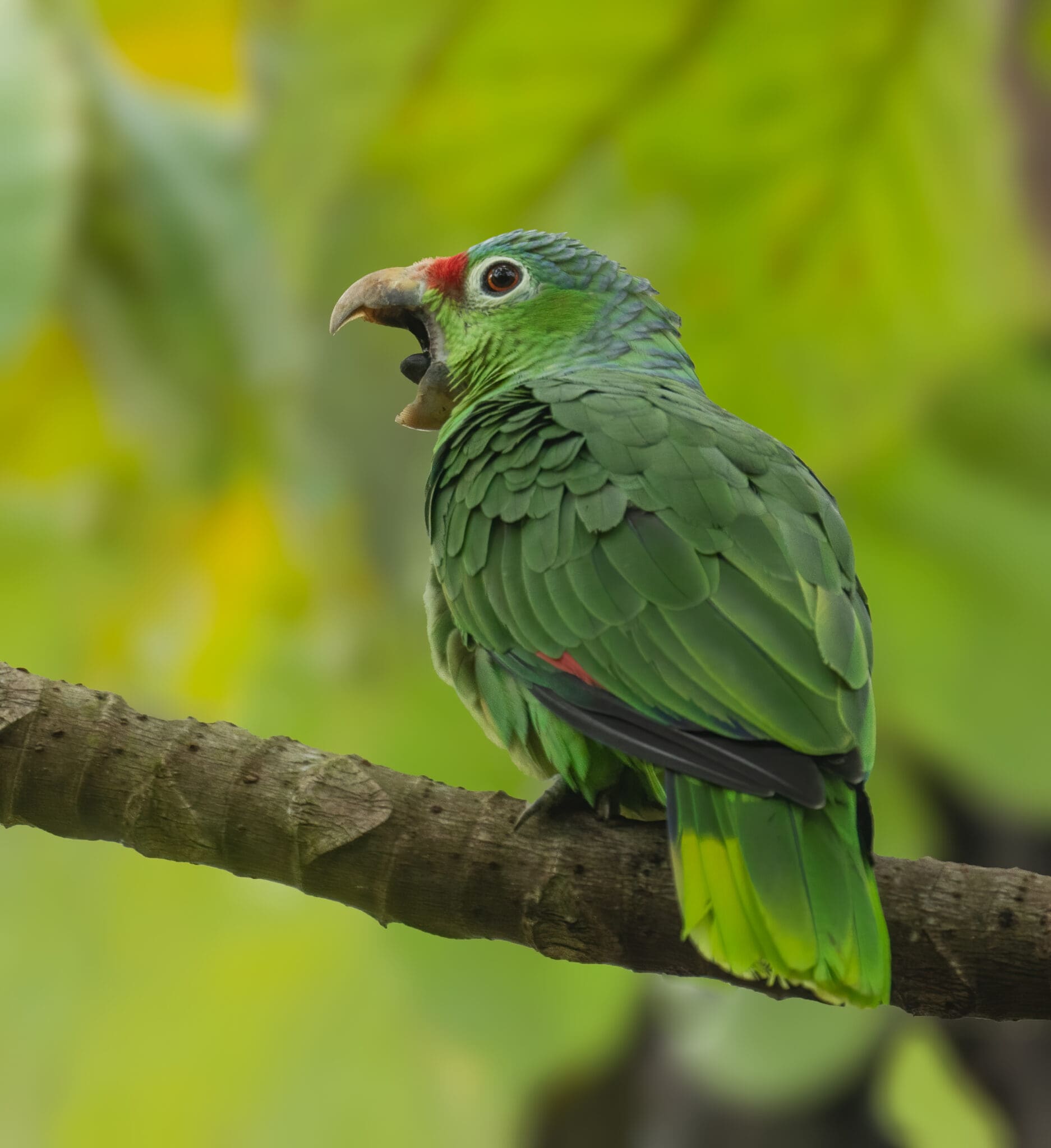 Red-lored Amazon | World Parrot Trust