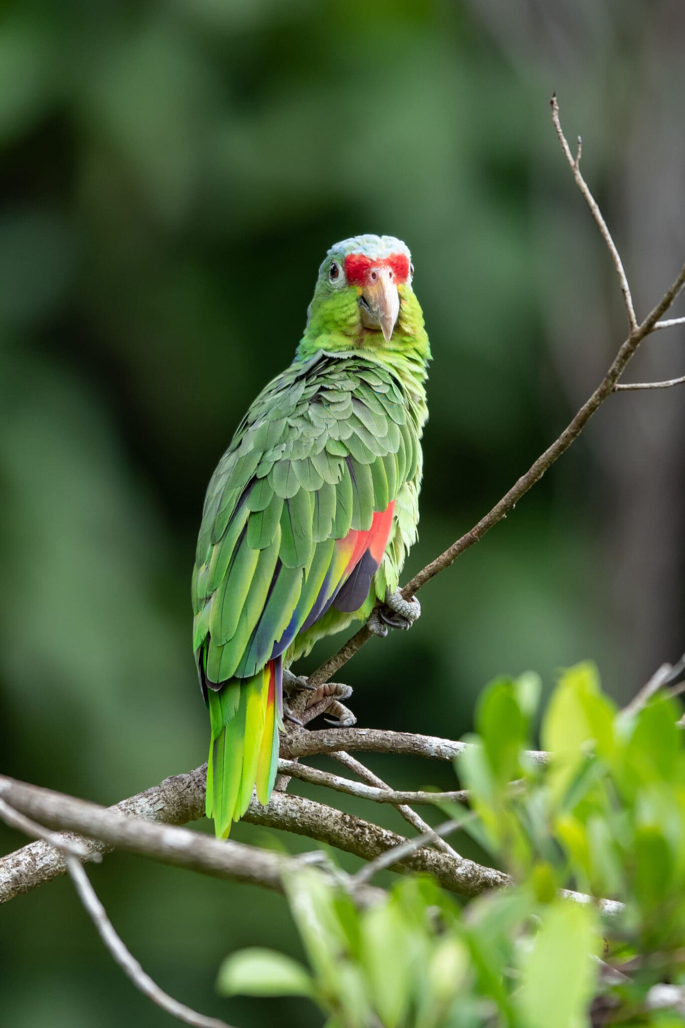 Red-lored Amazon | World Parrot Trust