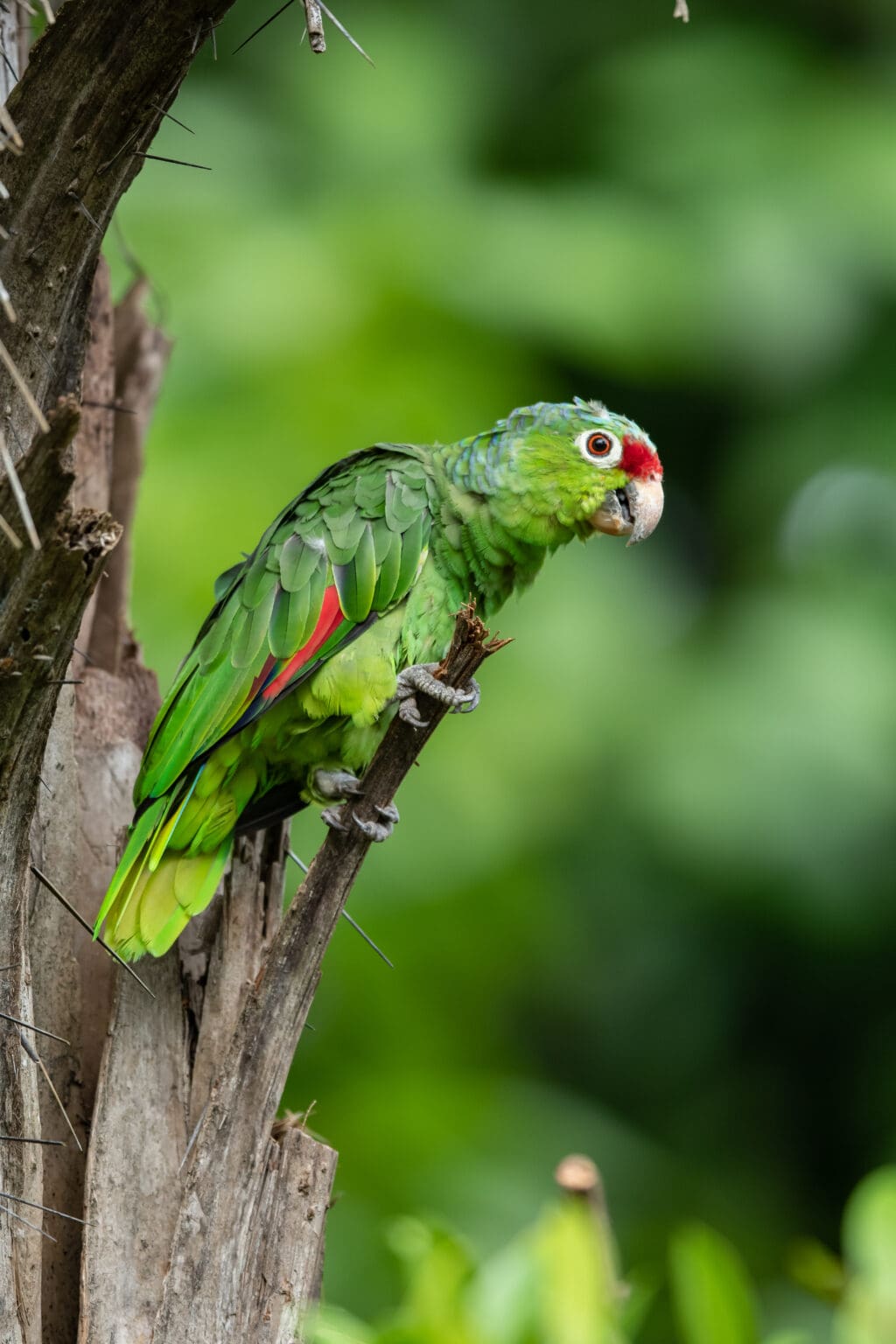 Red-lored Amazon | World Parrot Trust