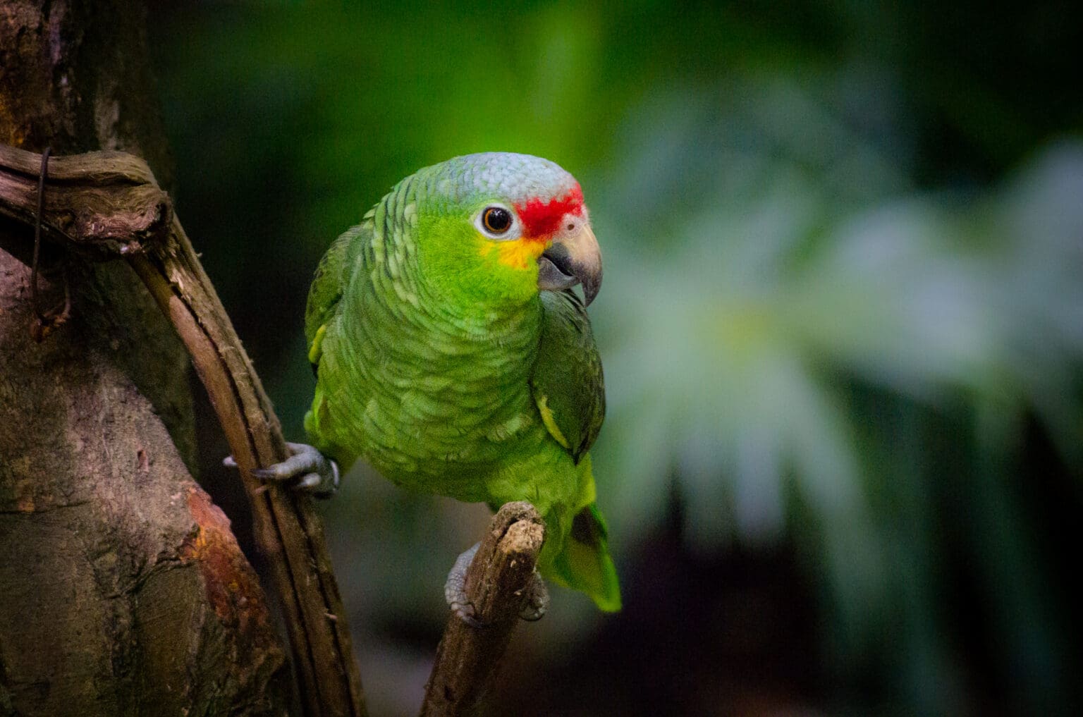 Red-lored Amazon | World Parrot Trust