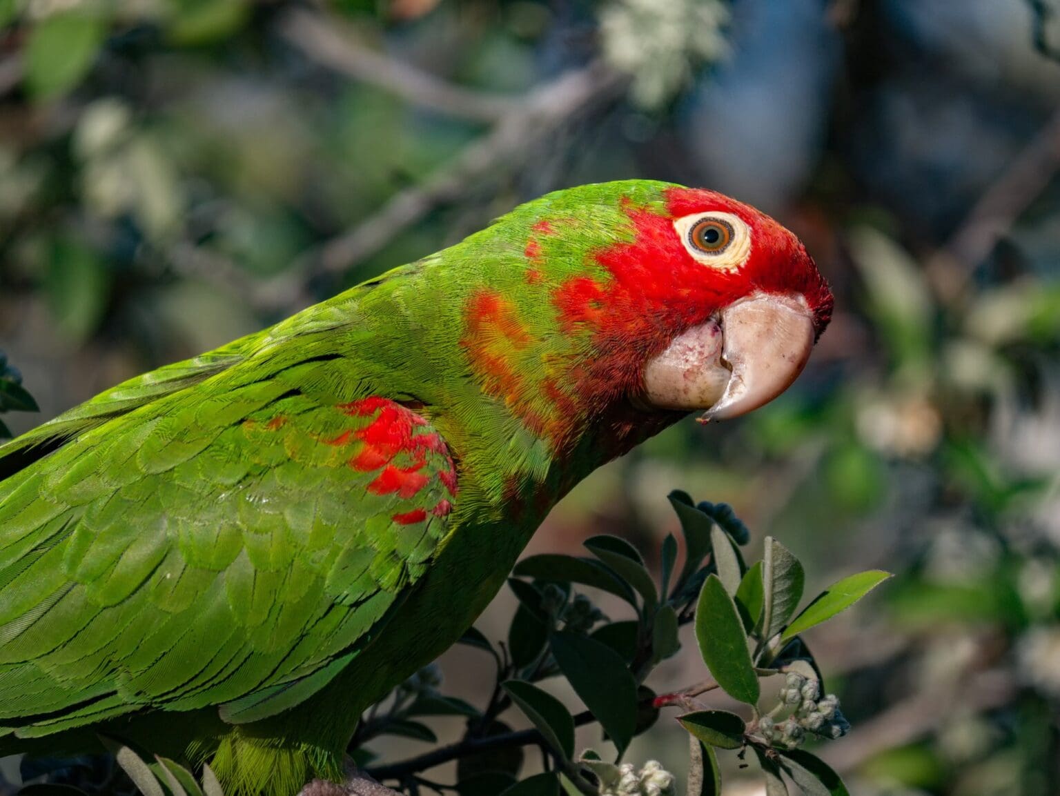 Red-masked Conure | World Parrot Trust