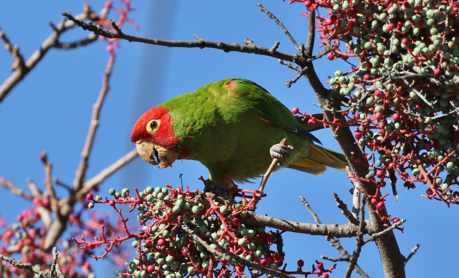 Red-masked Conure | World Parrot Trust