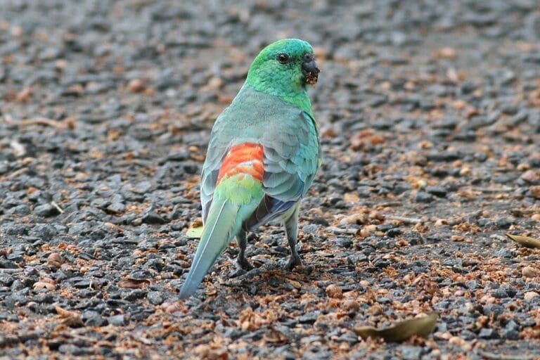 Red-rumped Parrot | World Parrot Trust