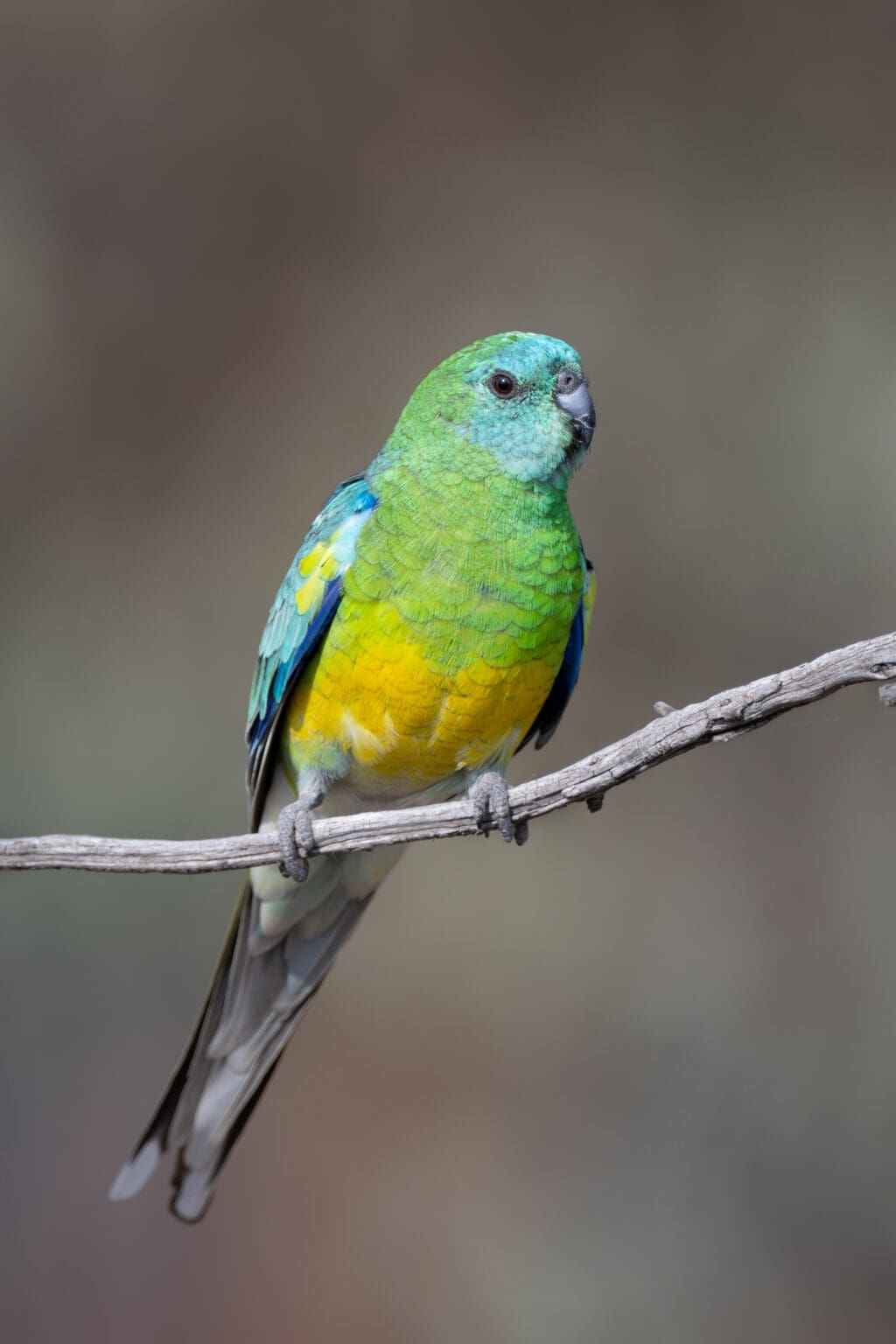 Red-rumped Parrot | World Parrot Trust