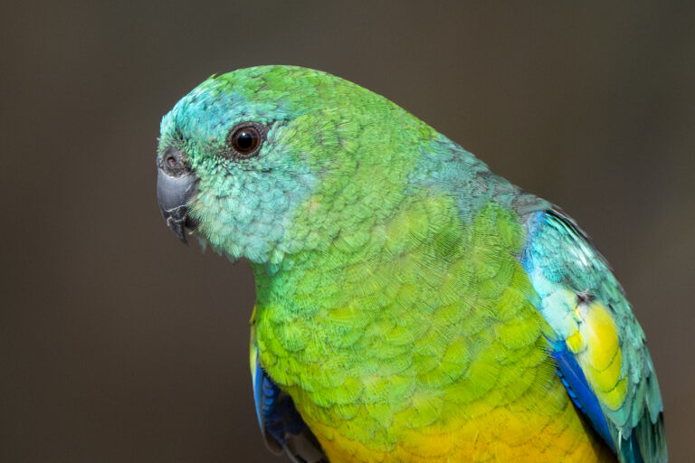 Red-rumped Parrot | World Parrot Trust
