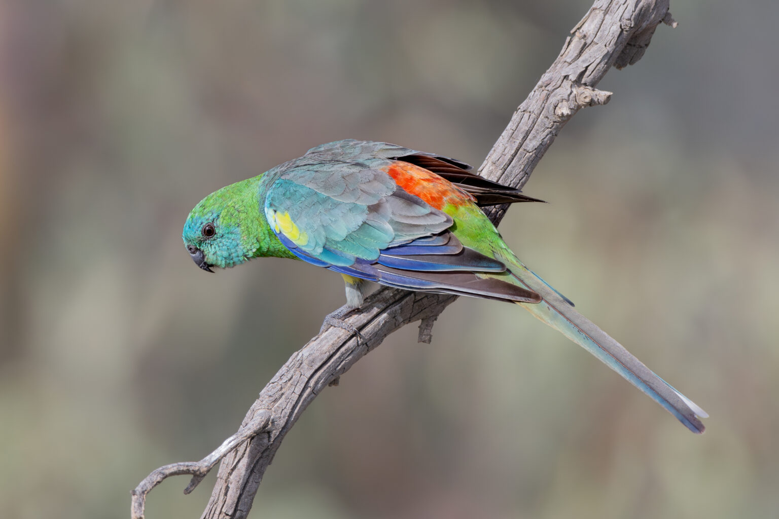 Red-rumped Parrot | World Parrot Trust