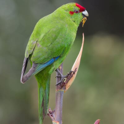 Red-fronted Parakeet | World Parrot Trust