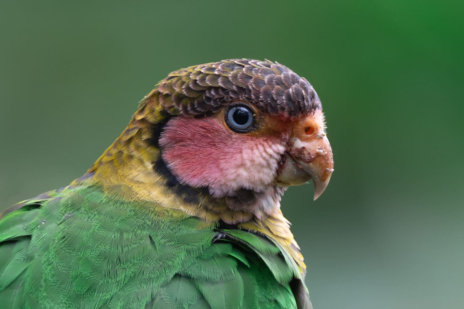 Rose-faced Parrot | World Parrot Trust