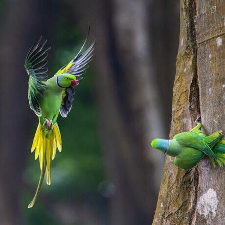 Rose-ringed Parakeet | World Parrot Trust