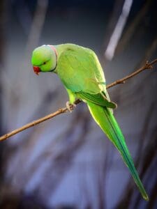 Rose-ringed Parakeet | World Parrot Trust