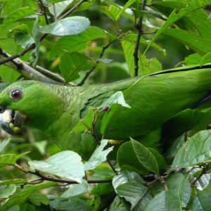 Scaly-naped Amazon | World Parrot Trust