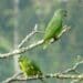 Scaly-naped Amazon | World Parrot Trust
