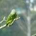 Scaly-naped Amazon | World Parrot Trust