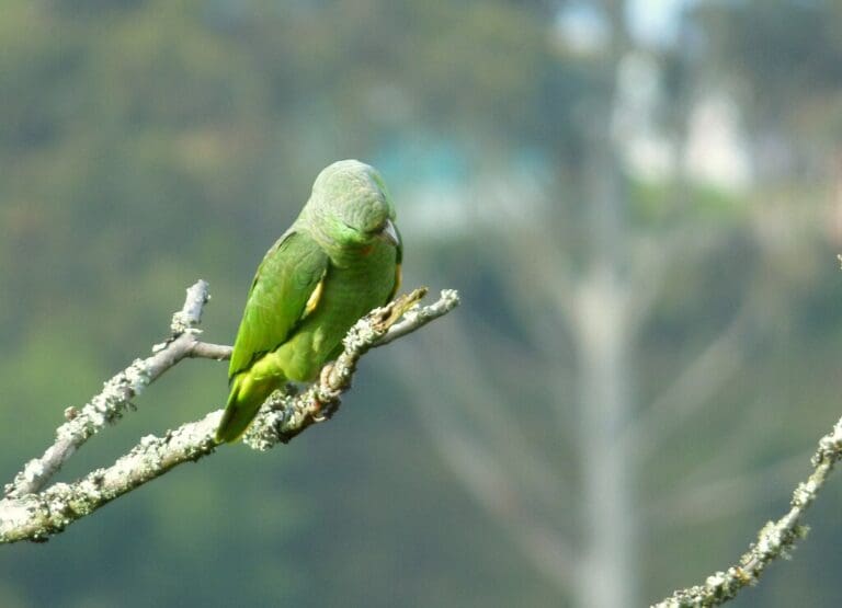 Scaly-naped Amazon | World Parrot Trust