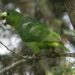 Scaly-naped Amazon | World Parrot Trust