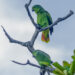 Scaly-naped Amazon | World Parrot Trust