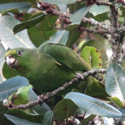 Scaly-naped Amazon | World Parrot Trust