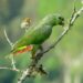 Scaly-naped Amazon | World Parrot Trust