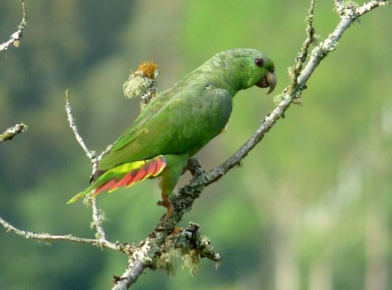 Scaly-naped Amazon | World Parrot Trust
