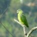 Scaly-naped Amazon | World Parrot Trust