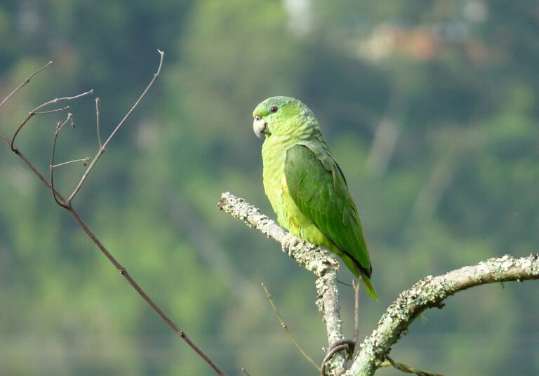 Scaly-naped Amazon | World Parrot Trust