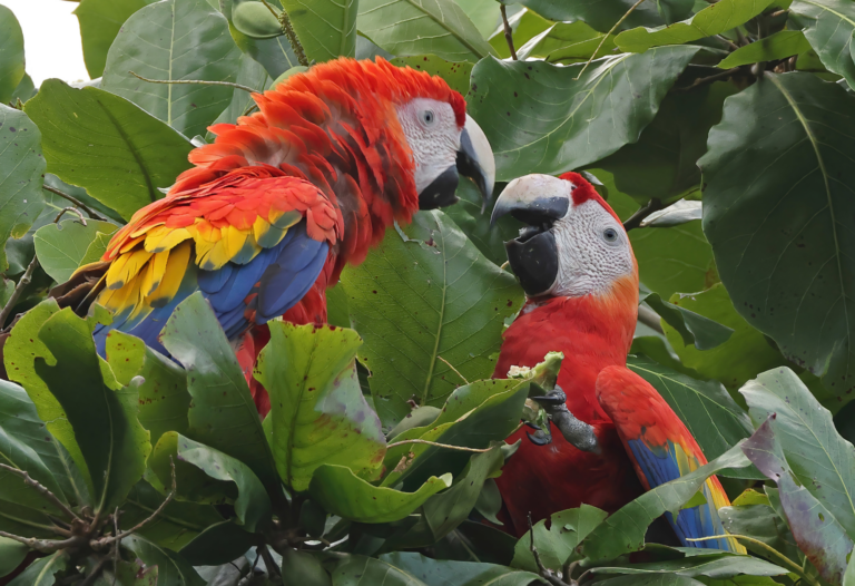 Scarlet Macaw | World Parrot Trust