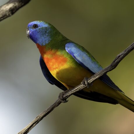Scarlet-chested Parrot | World Parrot Trust