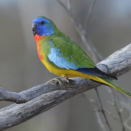 Scarlet-chested Parrot | World Parrot Trust