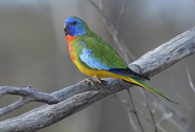 Scarlet-chested Parrot | World Parrot Trust