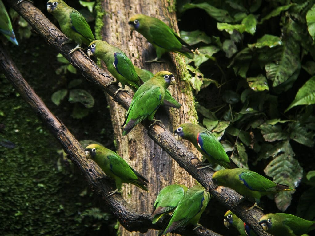 Scarlet-shouldered Parrotlet | World Parrot Trust