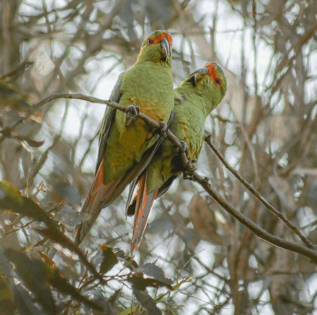 Slender-billed Conure | World Parrot Trust