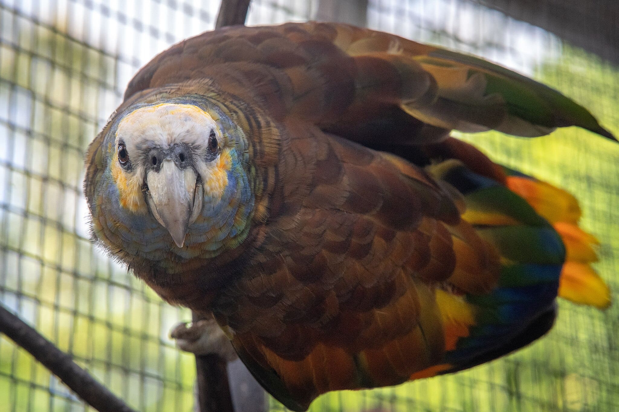 St. Vincent Amazon | World Parrot Trust