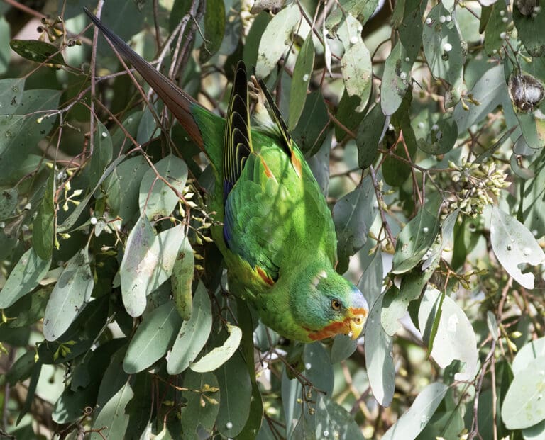 Swift Parrot | World Parrot Trust