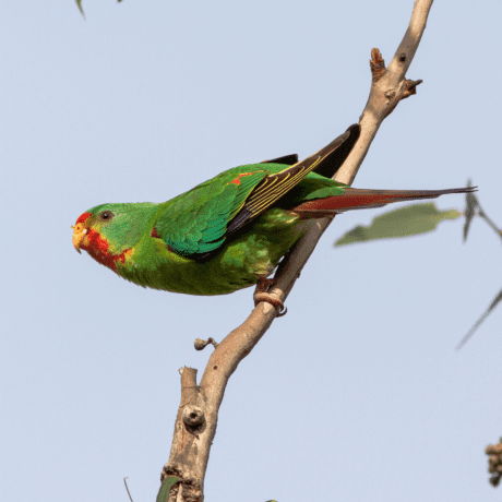 Swift Parrot | World Parrot Trust