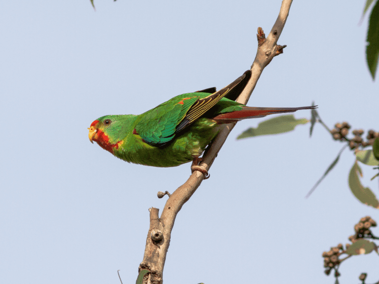 Swift Parrot | World Parrot Trust