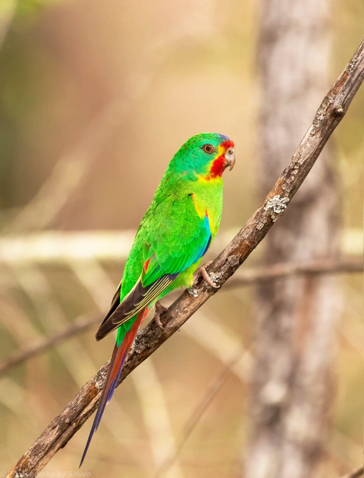 Swift Parrot | World Parrot Trust