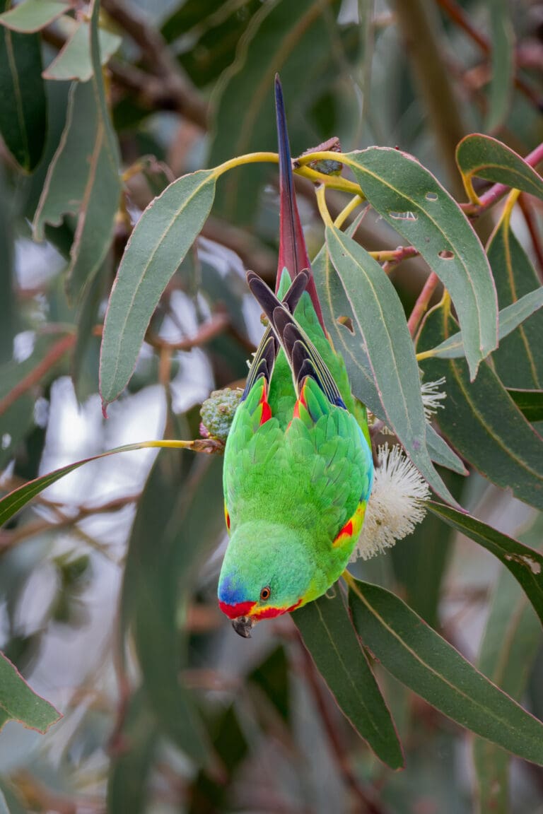 Swift Parrot | World Parrot Trust