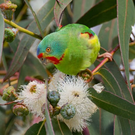 Swift Parrot | World Parrot Trust
