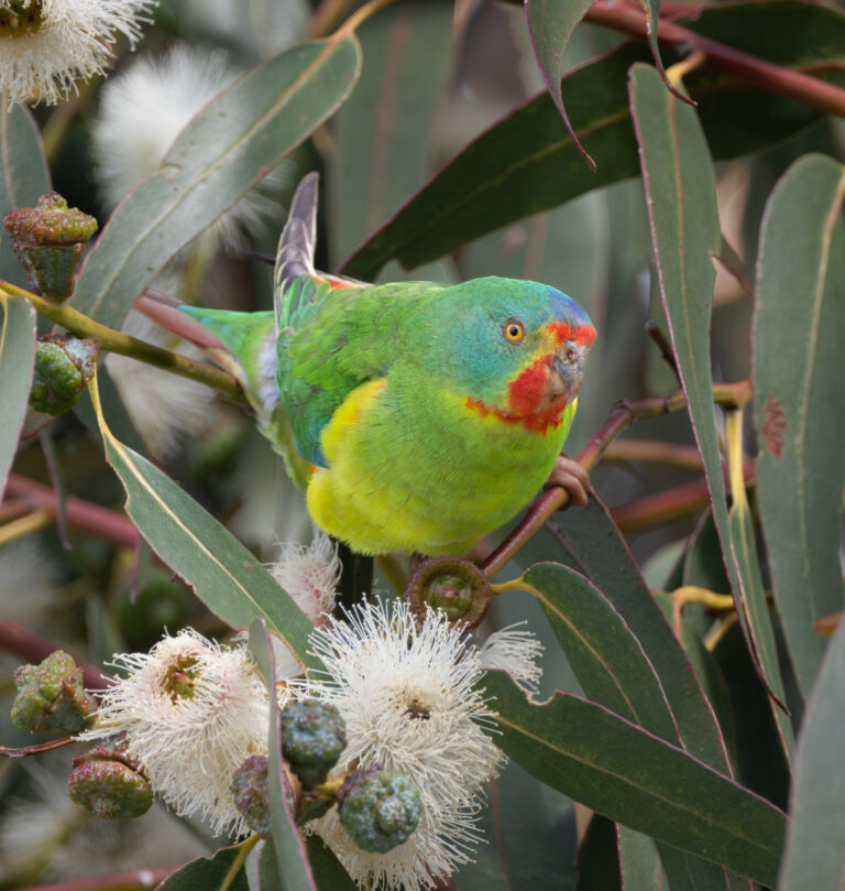 Swift Parrot | World Parrot Trust